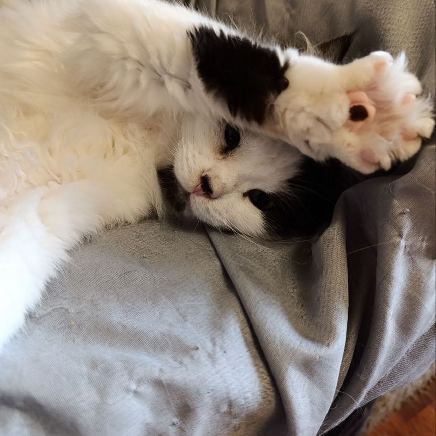 Кот ласкуша в добрые руки