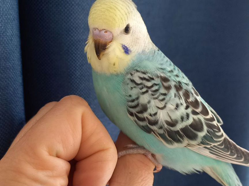 Волнистый попугай ручной