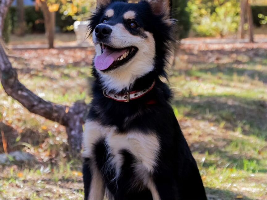 Ласковая Ася ищет дом