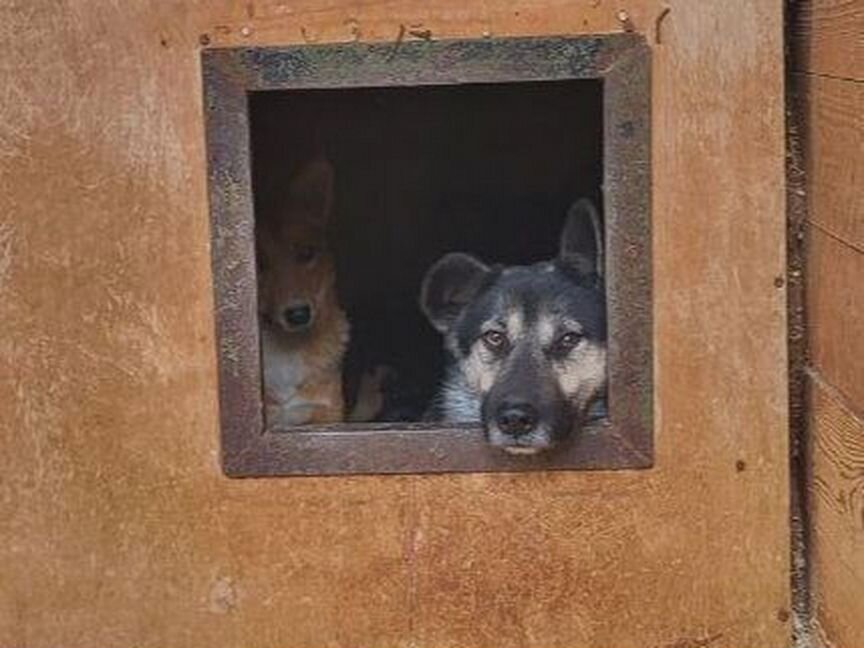 Собака страдает в приюте