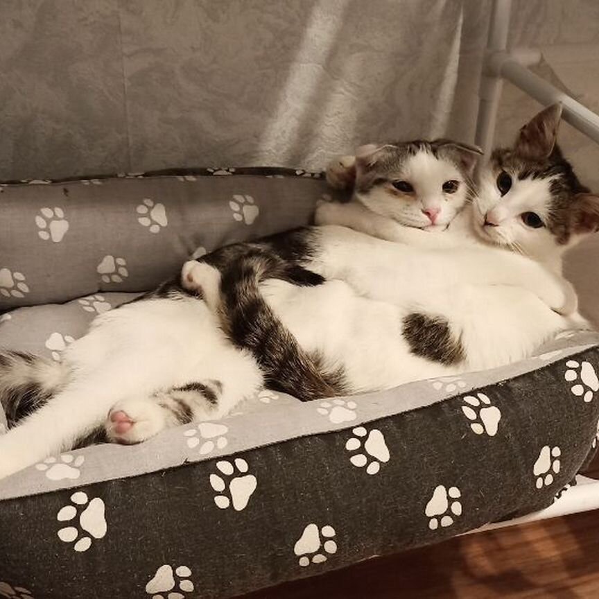 Шотландский вислоухий котёнок