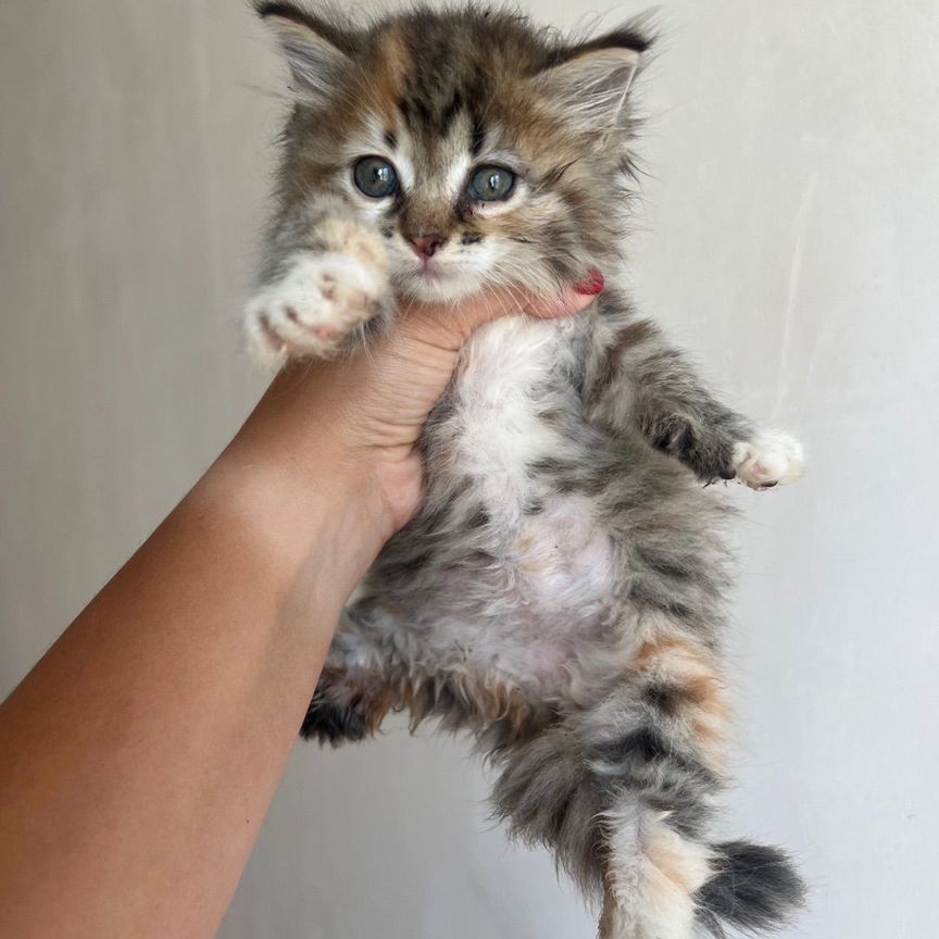 Котенка подкинули в подъезд