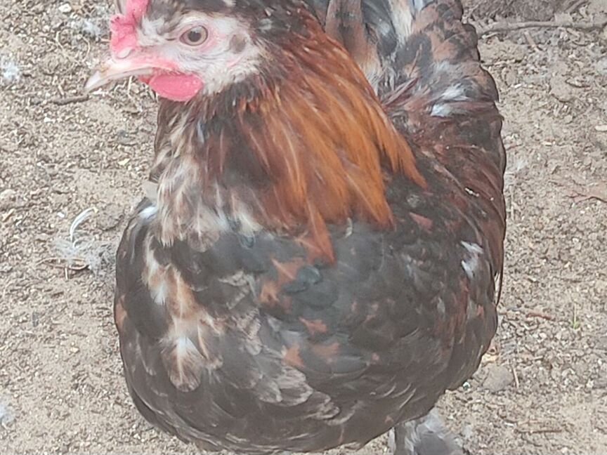 Куры петухи