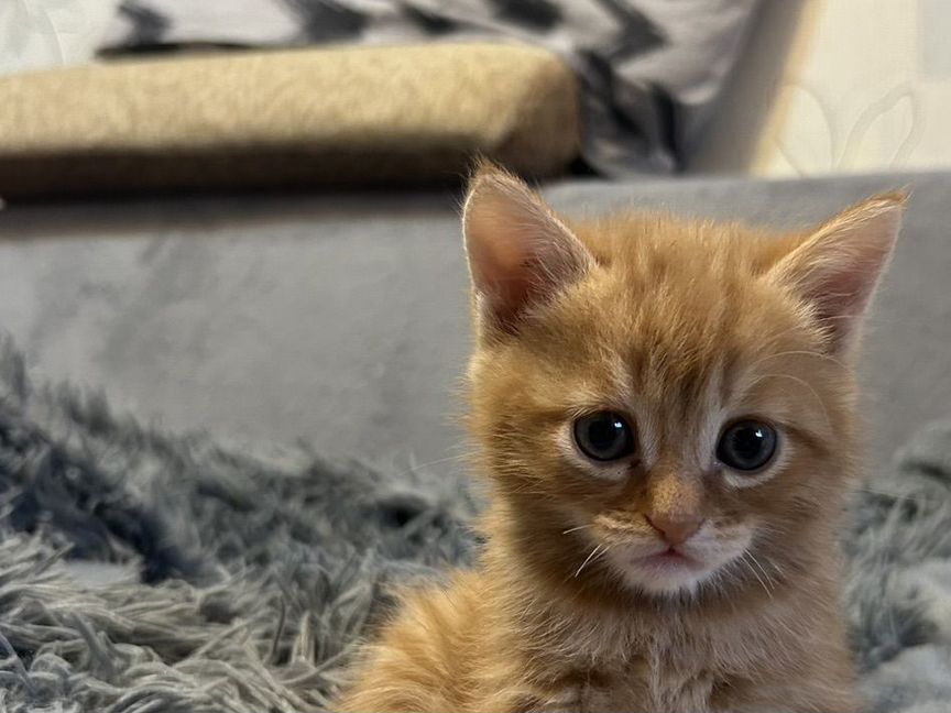 Кот