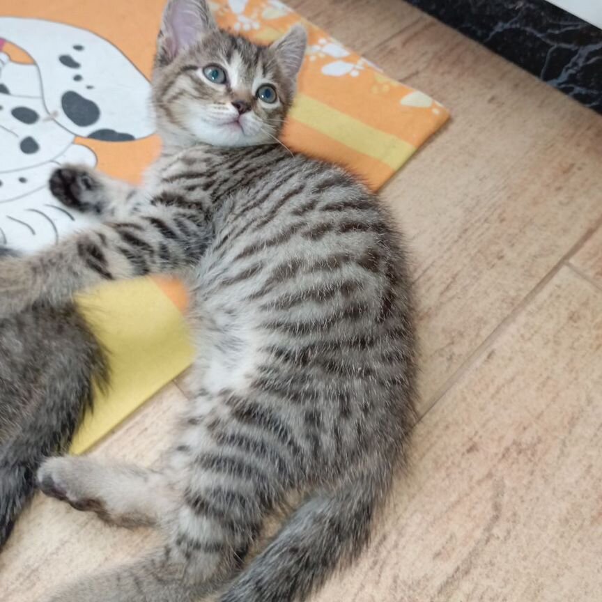 Котёнок в добрые руки