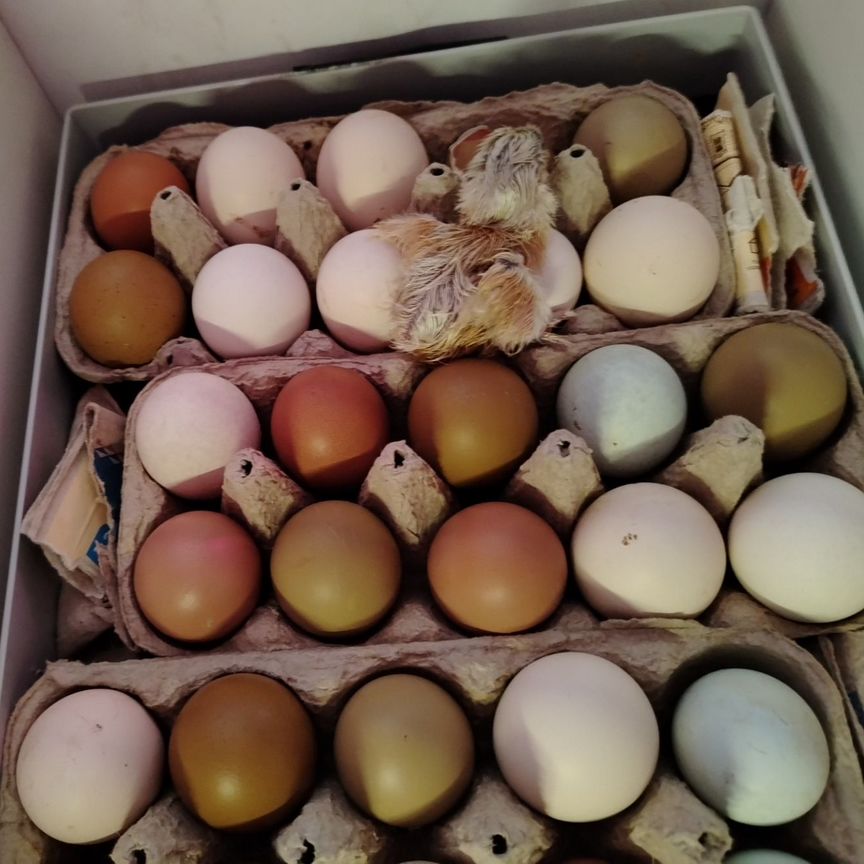 Цыплята несушки