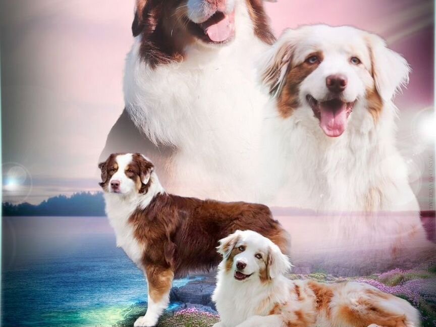 Аусси щенки, Красный Мрамор, Красный Триколор