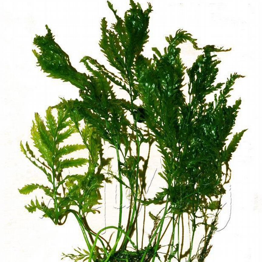 Папоротник аквариумный