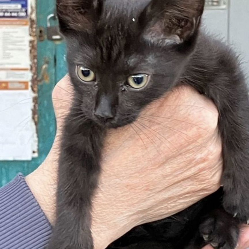 Которебёнок хочет быть любимым