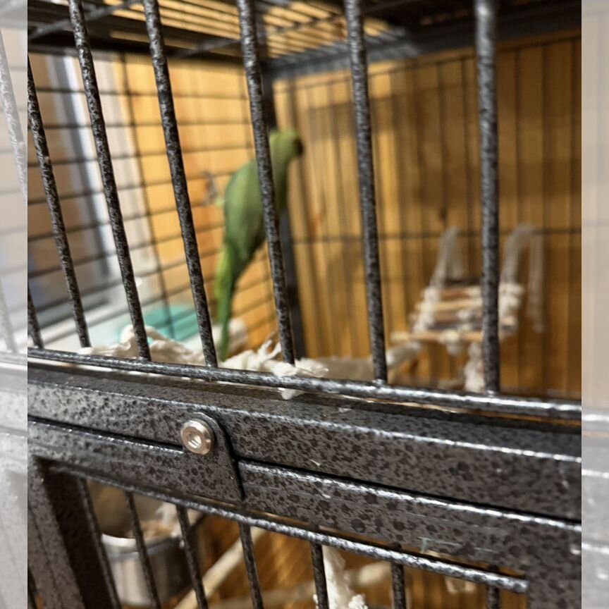 Ожереловый попугай