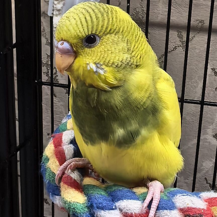 Птенцы волнистый попугай