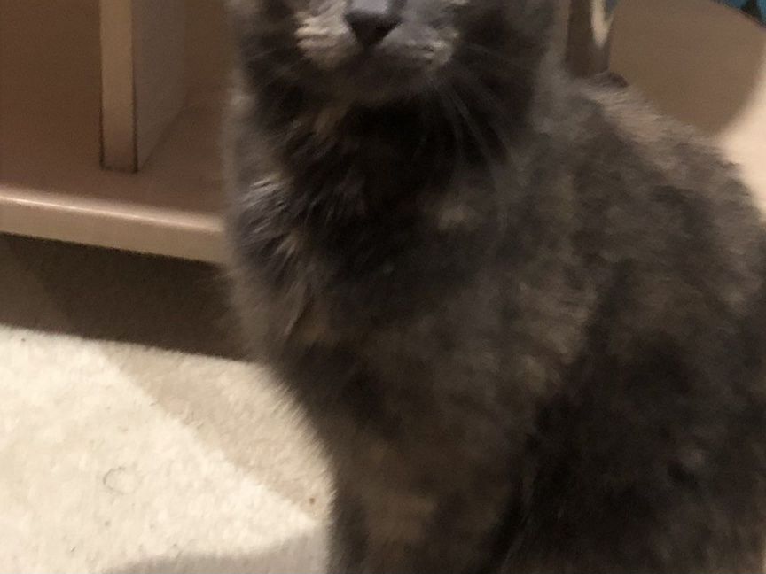 Кошечка-Мурлычка 2 года