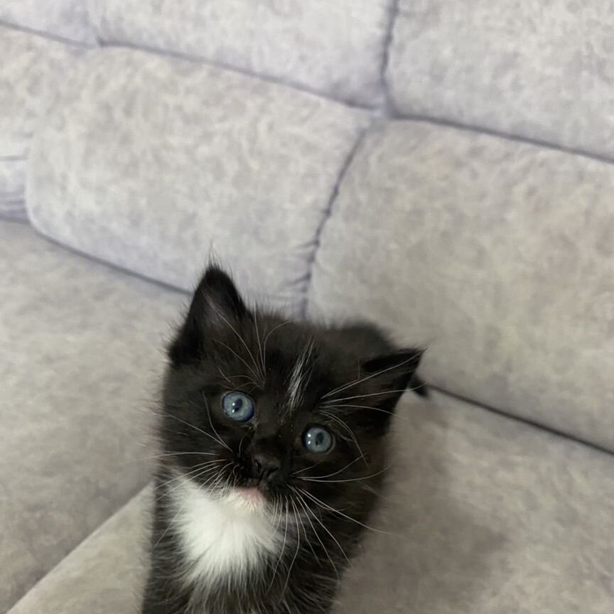 Котенок