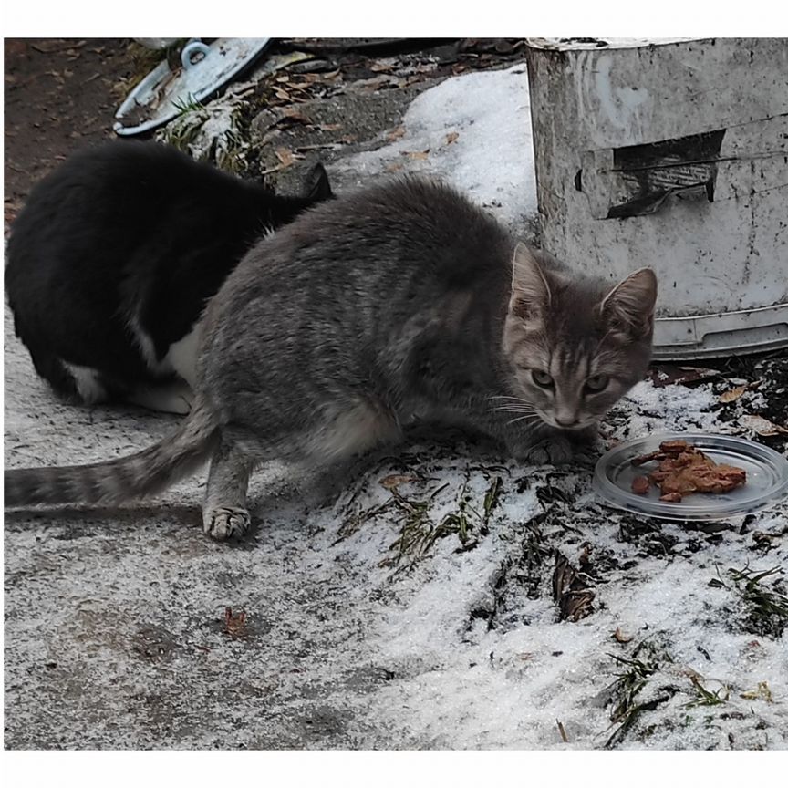 Мальчик мелкого размера котëнок 5 мес