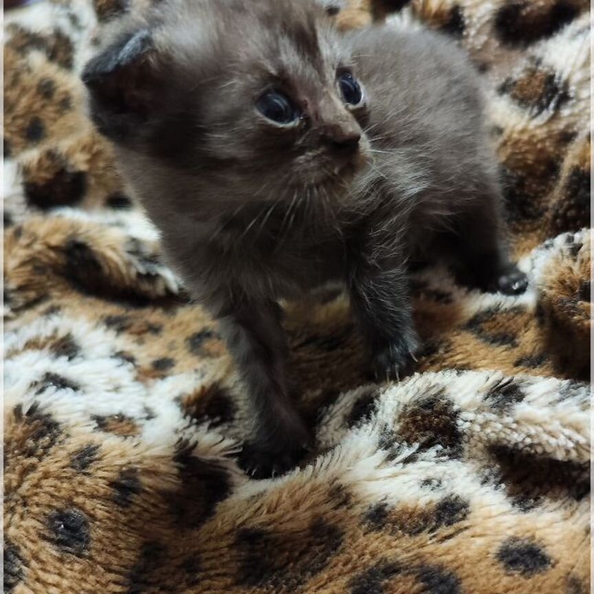 Британский короткошёрстный котёнок