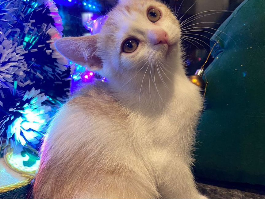 Рыжий котенок