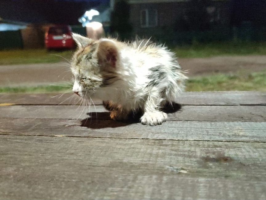 Нашли кота на улице отдадим в добрые руки