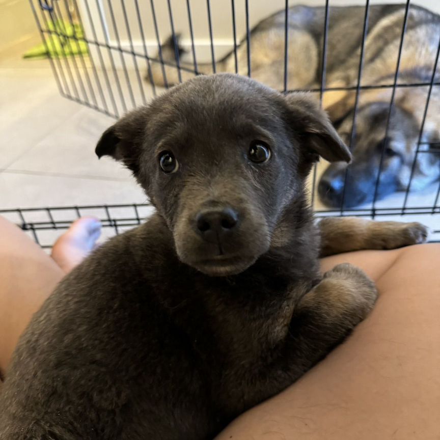 Щенок в добрые руки бесплатно