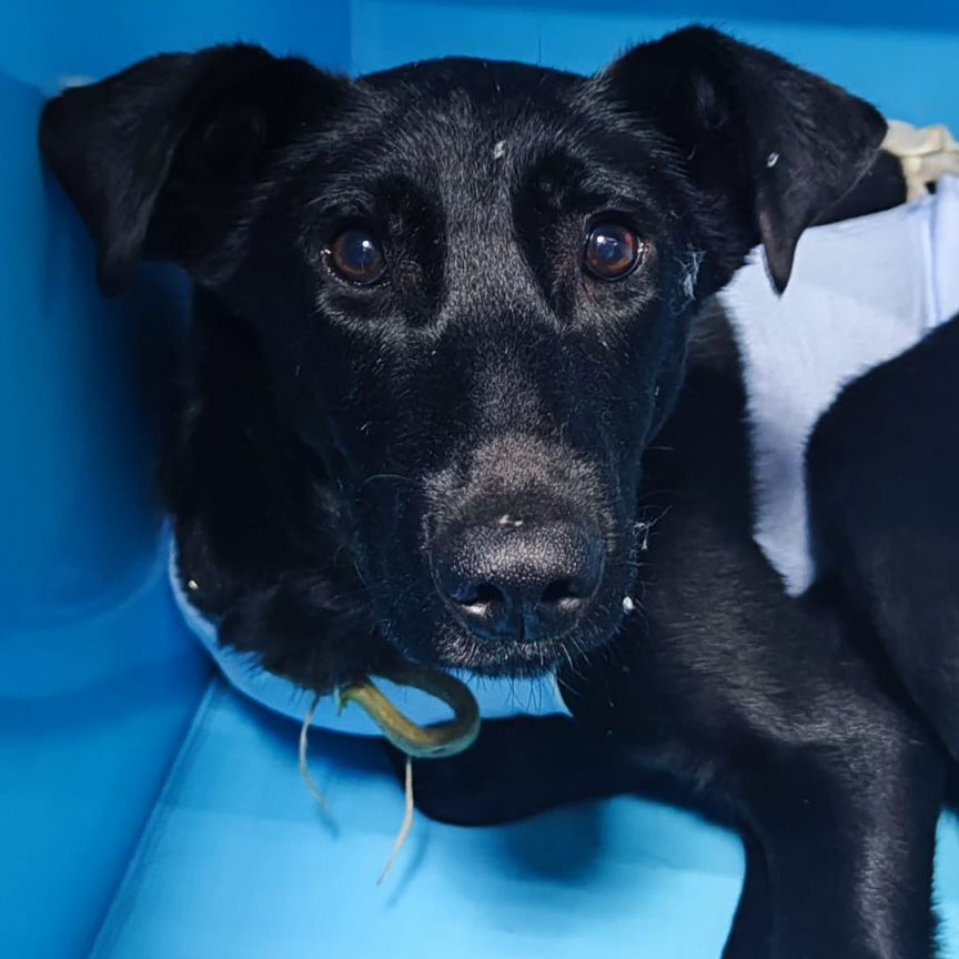 Увозят в гаражи в четверг. Ласковая собака Боня