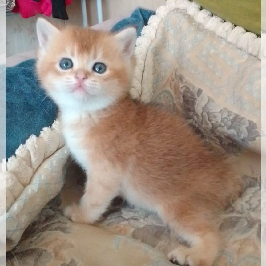 Шотландская шиншилла котята