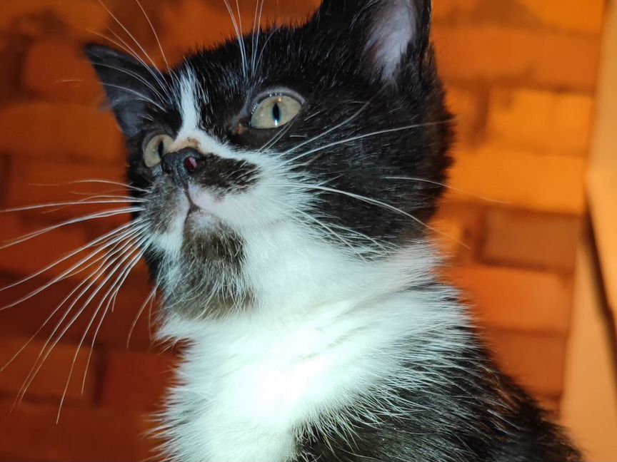 Котенок Котёночек котенка