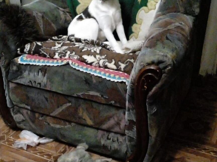 Собака в добрые руки маленькая порода