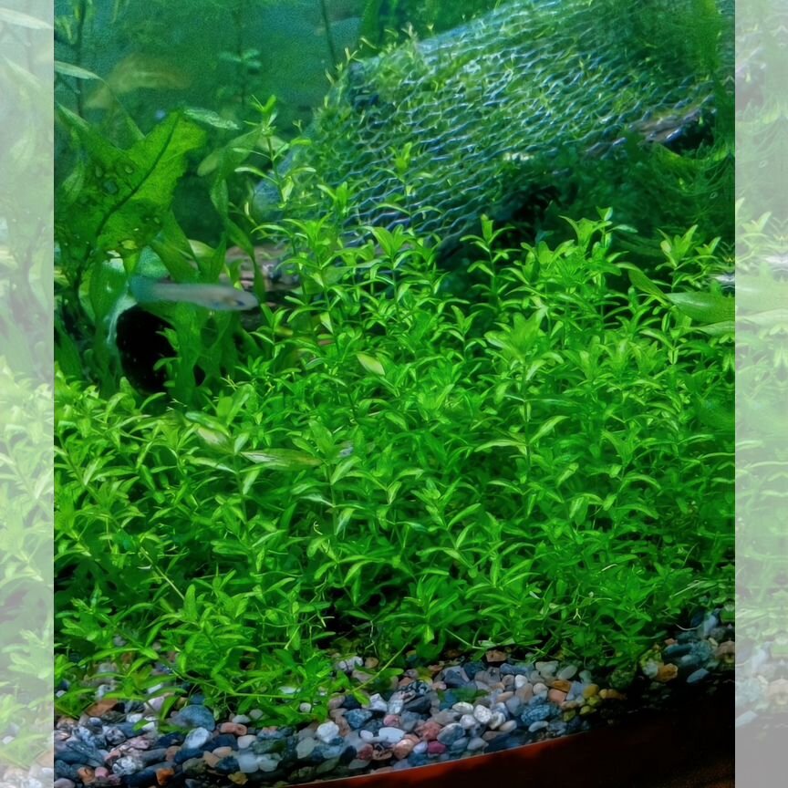 Хемиантус, почвокровное растение для аквариума