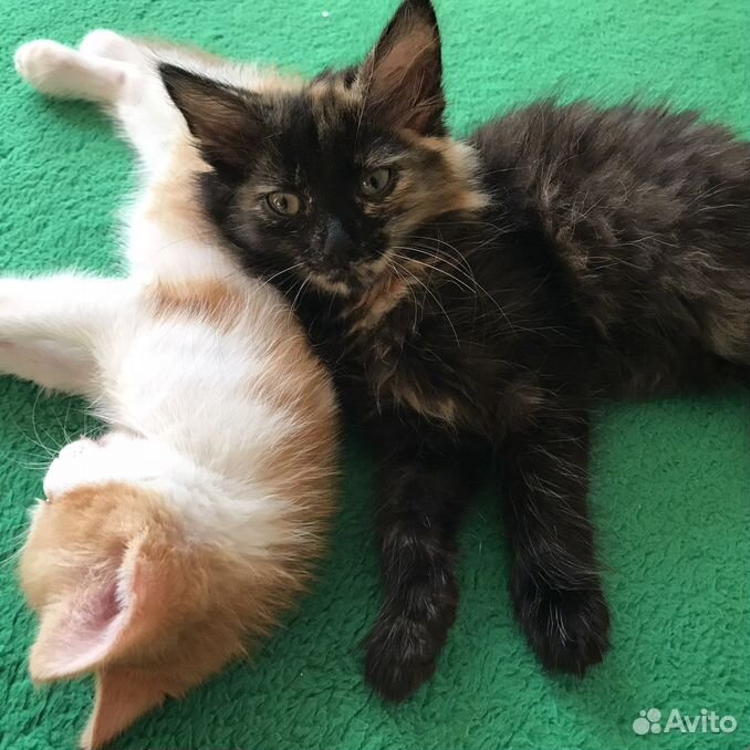 Котята Мышонок и Чертенок девочки