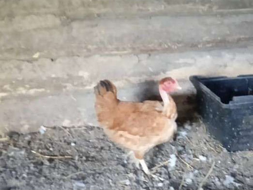 Куры молодки голошейки