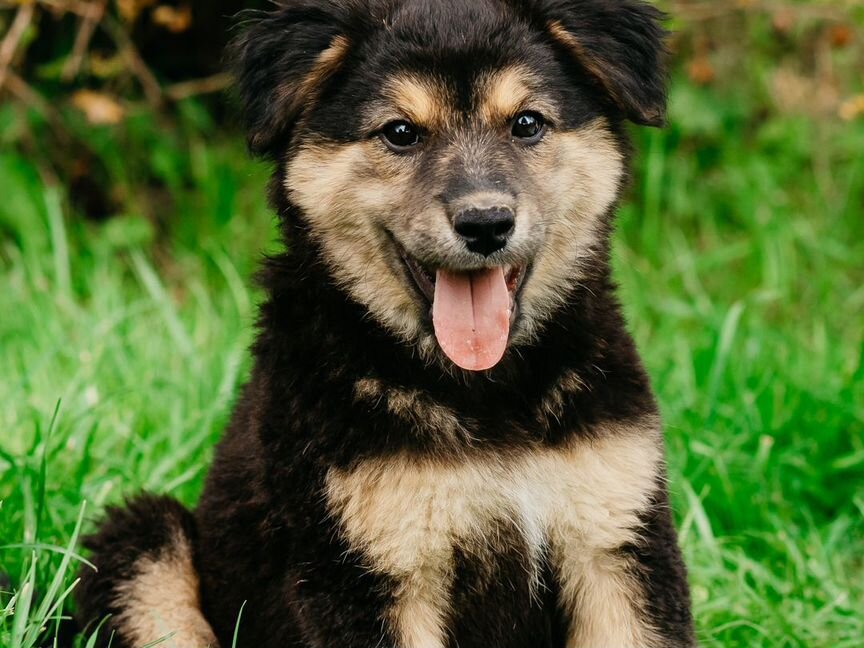 Щенок в добрые руки бесплатно