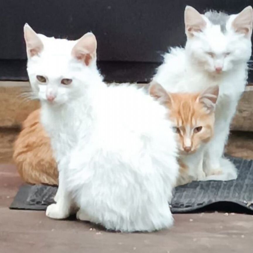 Котята 3 мес