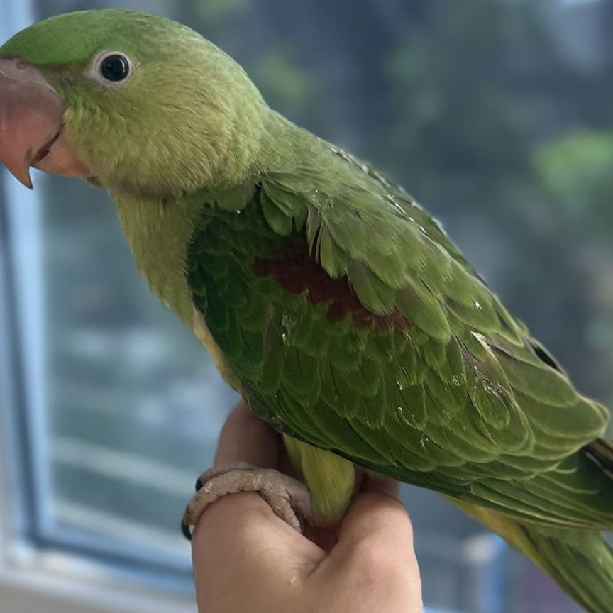 Попугай александрийский ручной Выкормыш и другие