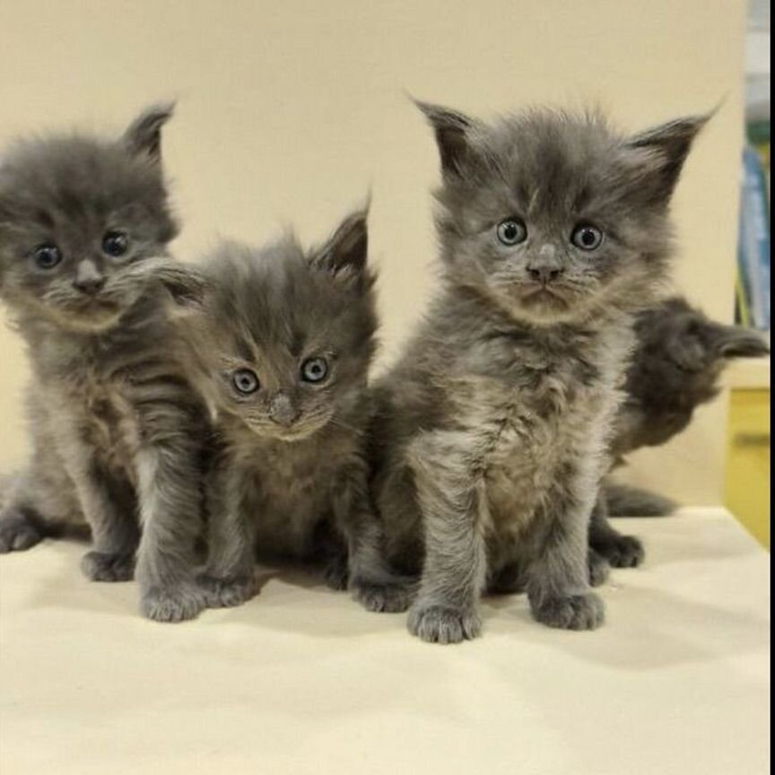 Мейн-кун котёнок