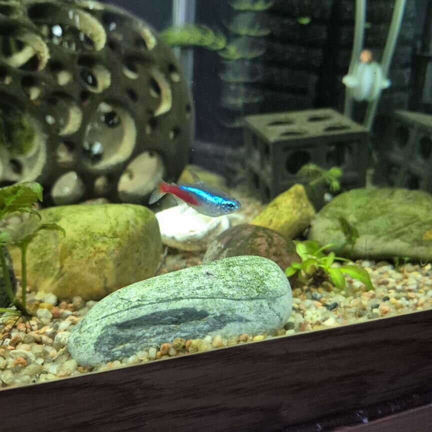 Неоны 7 штук