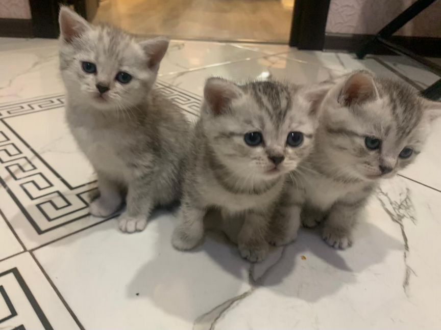 Британская