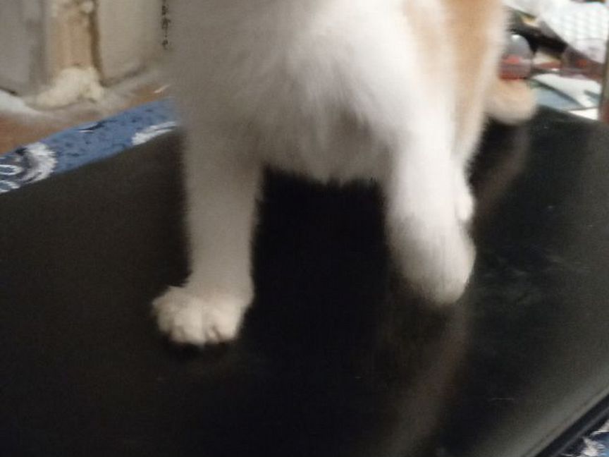 Котики в хорошие руки