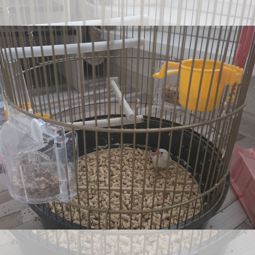 Птицы амадины