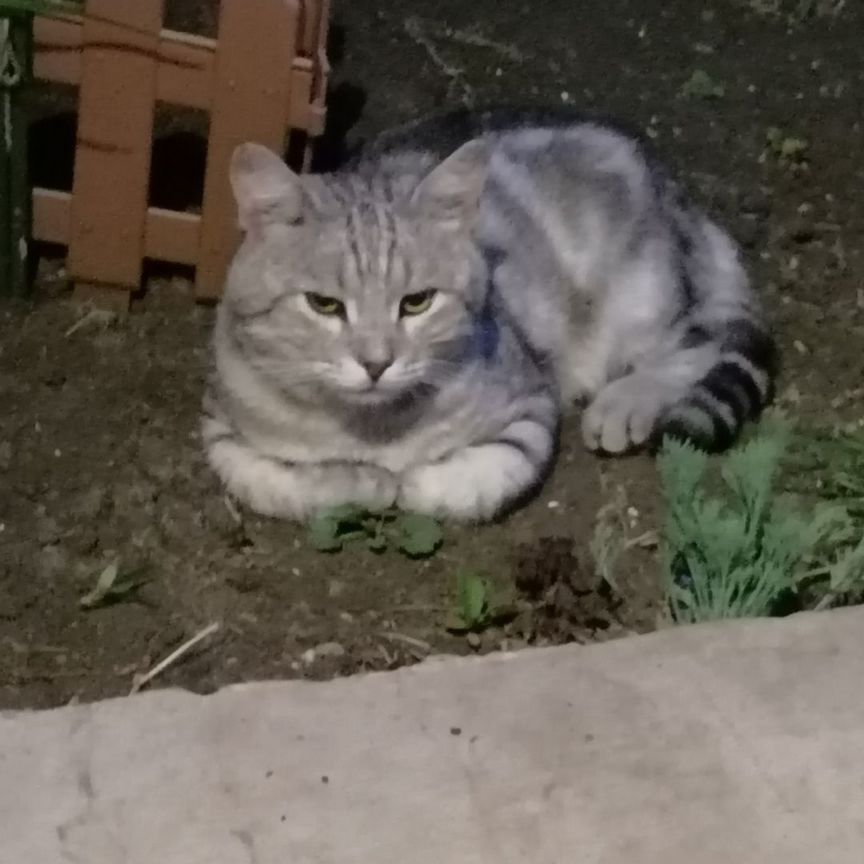 Отдам бесплатно в добрые руки