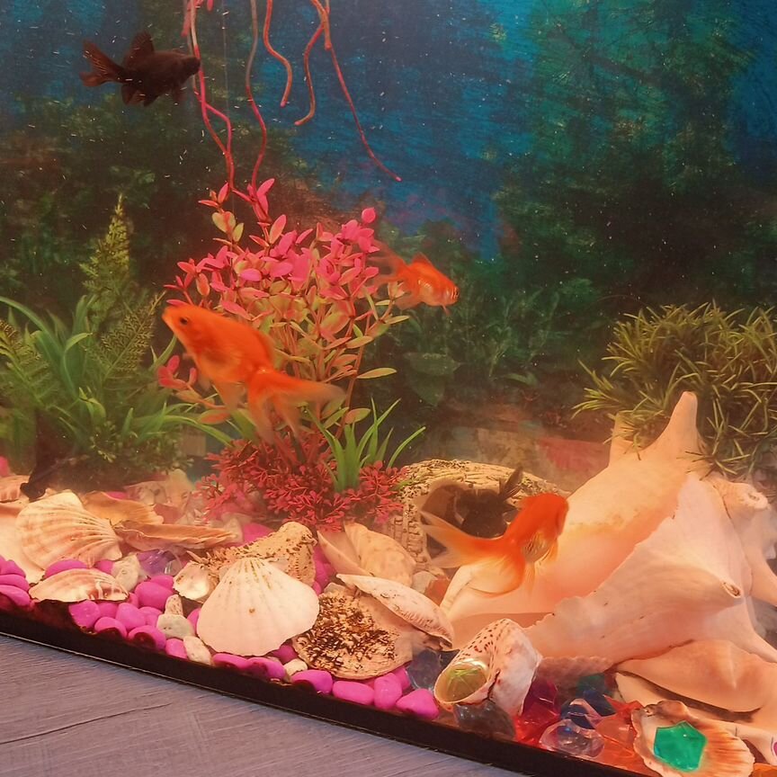 Аквариумные рыбки