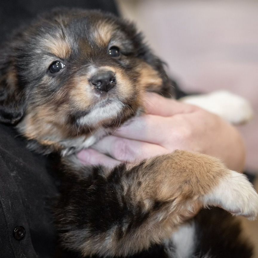 Щенок в добрые руки