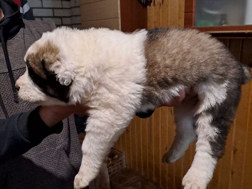 Щенки сао алабай