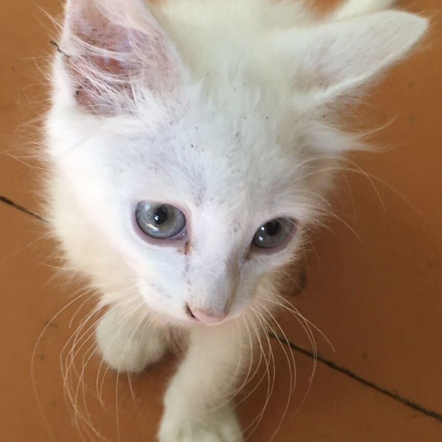 Котенок в добрые руки