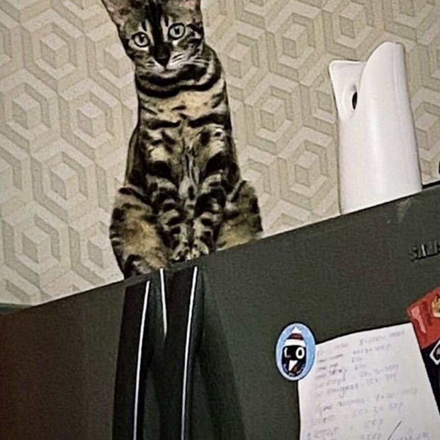 Бенгальская кошка уголь