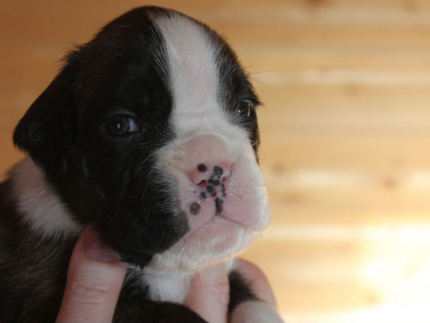 Щенки боксера