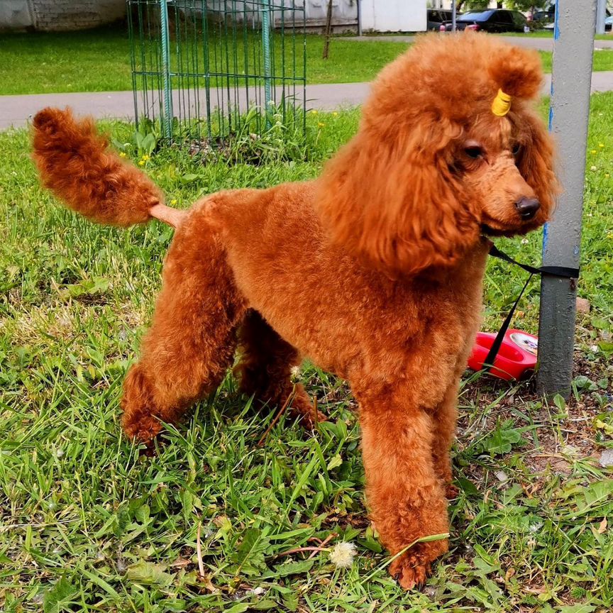 Той-пудель девочка РКФ