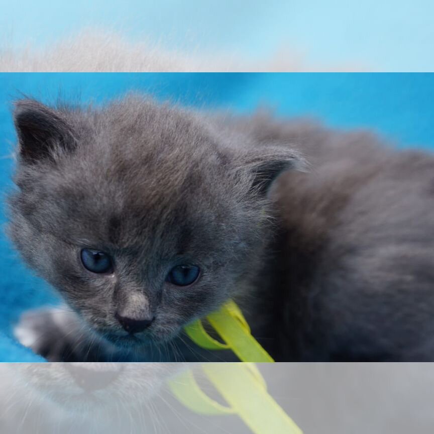 Дымчатый котик ищет добрых хозяев