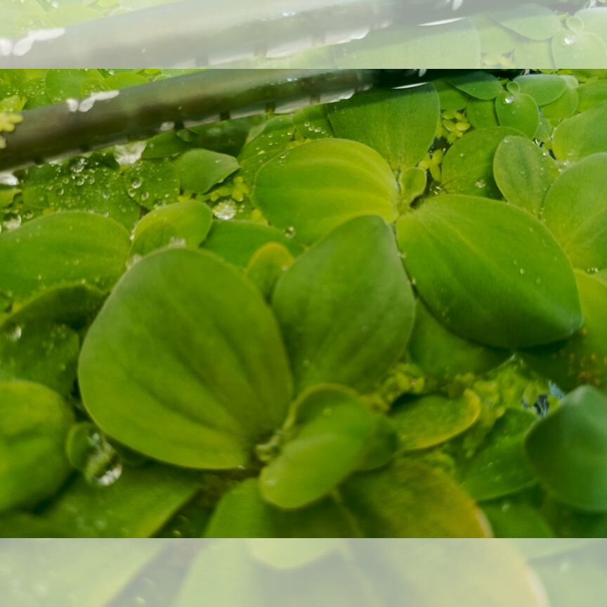 Пистия обмен