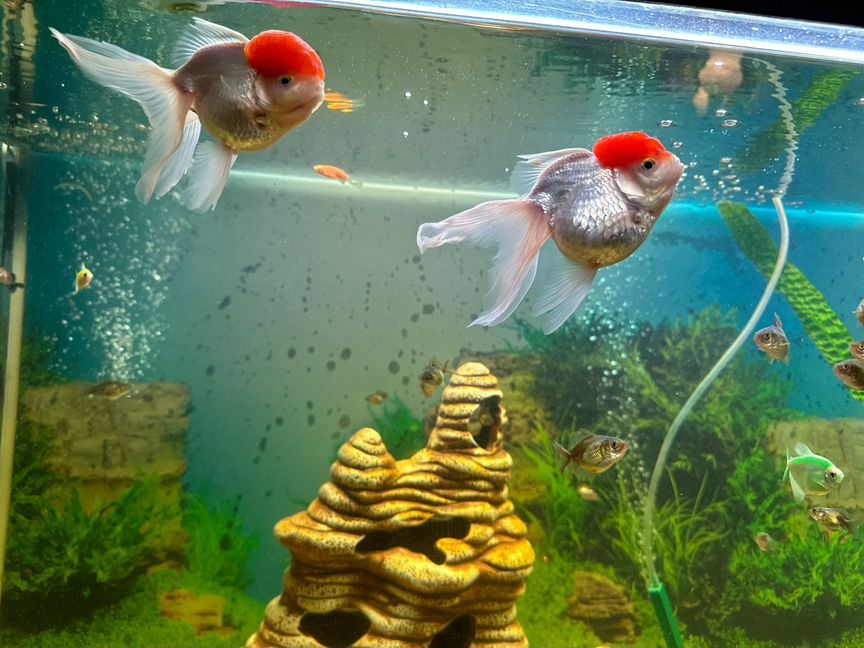 Золотая рыбка оранда красная шапочка