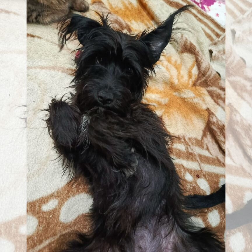 Скайтерьер, щенок