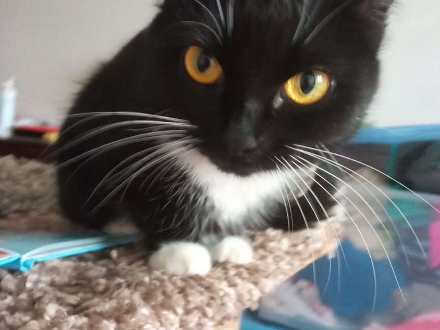 Пристрою в добрые руки кошечку